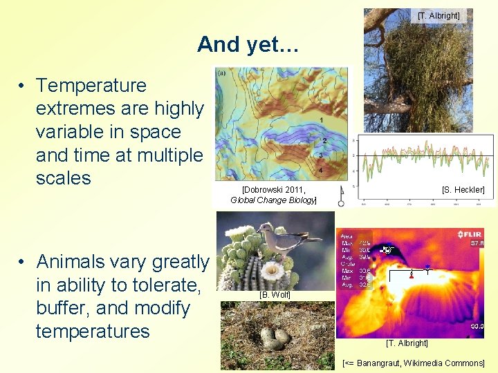 Desert Birds in a Warming World Characterizing Thermal