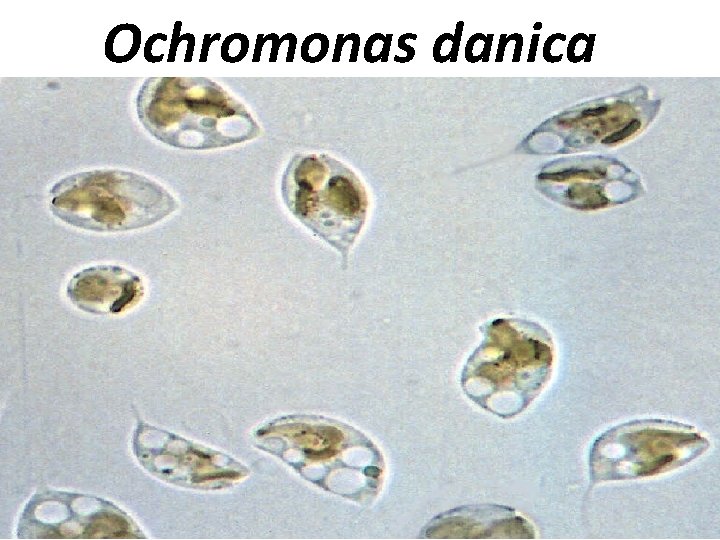 Regnum Animalia Subregnum Protozoa Class Flagellata Superkingdom Eukaryota