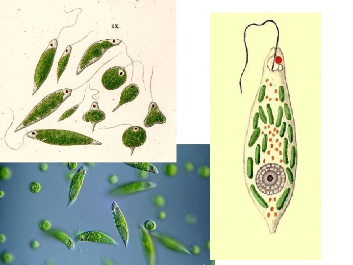 Regnum Animalia Subregnum Protozoa Class Flagellata Superkingdom Eukaryota