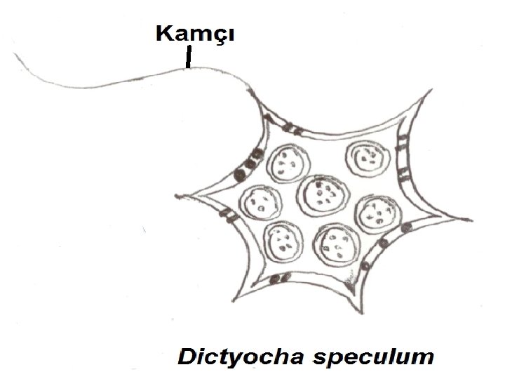 Regnum Animalia Subregnum Protozoa Class Flagellata Superkingdom Eukaryota
