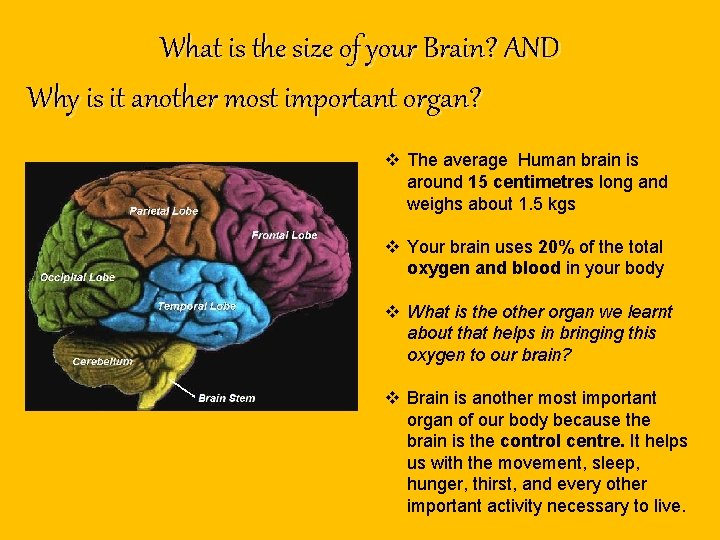 THE BRAIN By Sandhya Manthri View of brain