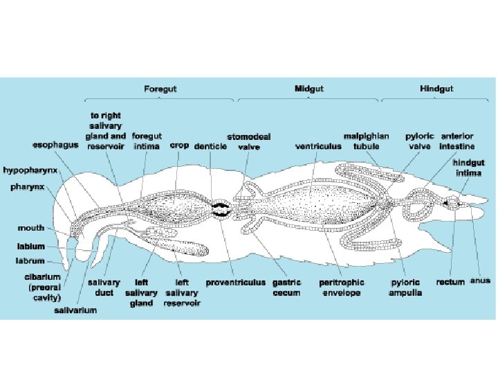 Internal anatomy Digestion and Excretion FOREGUT MIDGUT HINDGUT