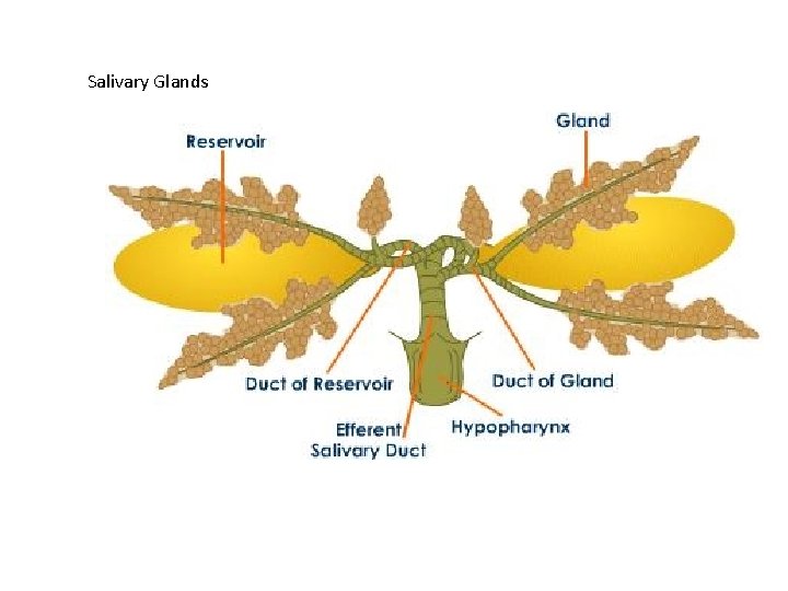Internal anatomy Digestion and Excretion FOREGUT MIDGUT HINDGUT