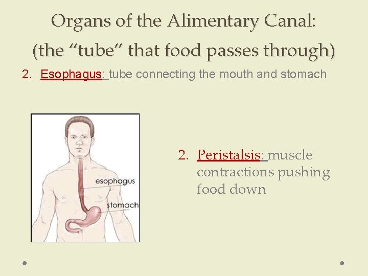 Digestive System Chapter 38 Section 2 Types of