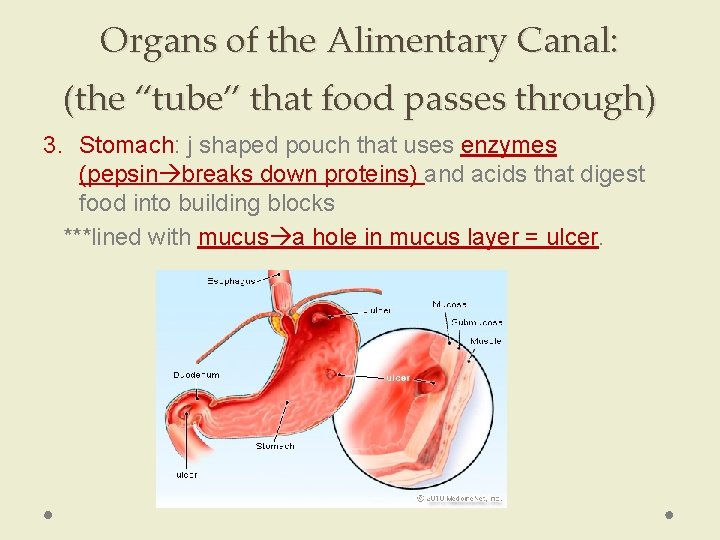 Digestive System Chapter 38 Section 2 Types of