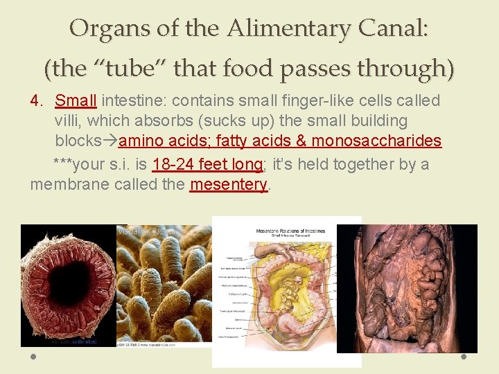 Digestive System Chapter 38 Section 2 Types of