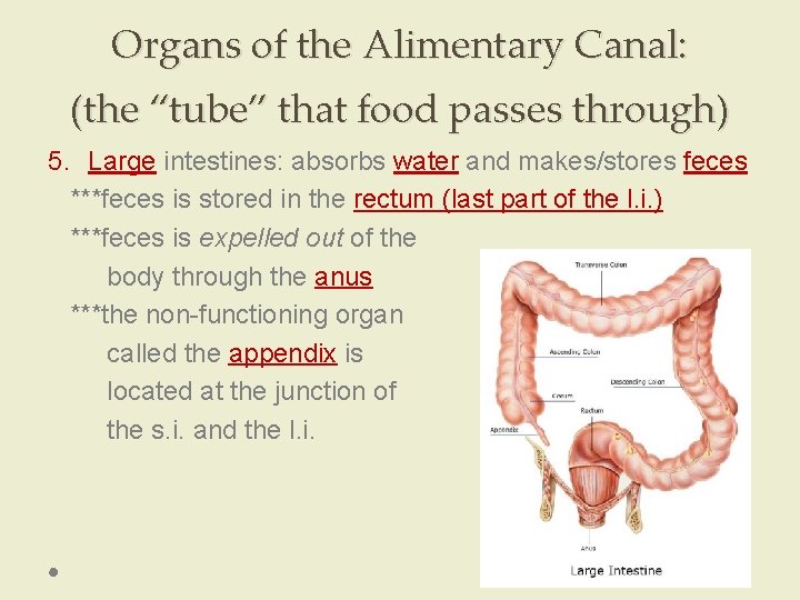 Digestive System Chapter 38 Section 2 Types of