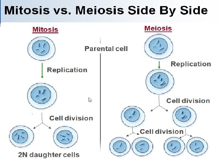 DNA Part V Meiosis Diploid Life Cycle The