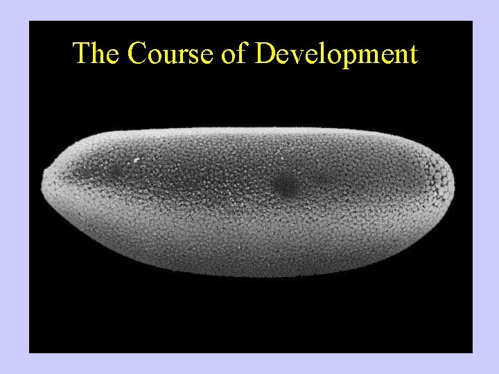 Diferenciace heterocyst Martin Tich Institute of Microbiology Czech