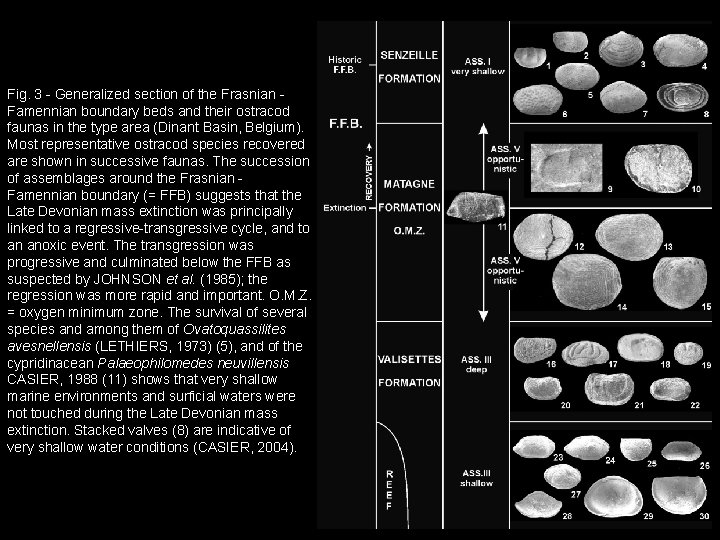 OSTRACODS FROM THE LOWER MEMBER OF THE DEVILS