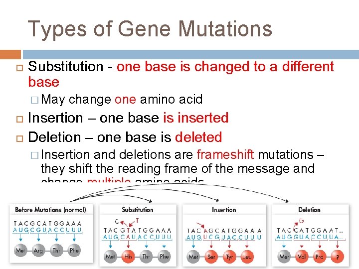 CHAPTER RNA and Protein 13 Synthesis Protein Synthesis