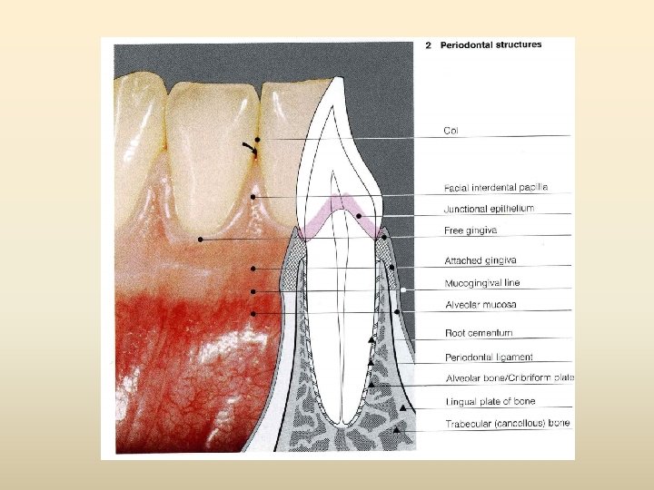 MECHANICAL PLAQUE CONTROL J E CBackground TMechanical plaque