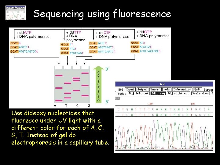 BI 420 Introduction to Bioinformatics Introduction to Sequencing