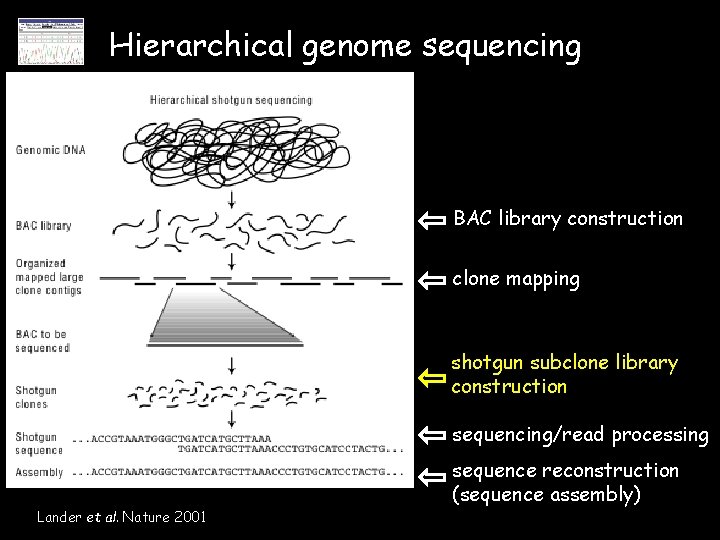 BI 420 Introduction to Bioinformatics Introduction to Sequencing