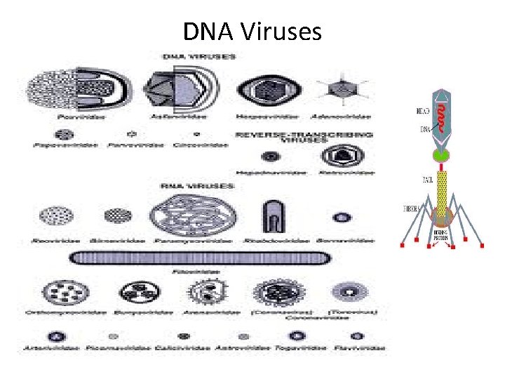 SCOPE OF MICROBIOLOGY Dr Mrs Gulve R M