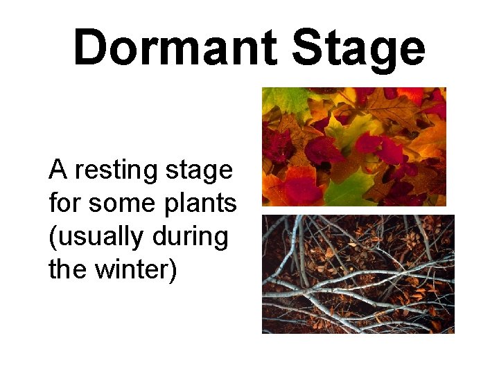 2 nd Grade Vocabulary Part Four Review Living