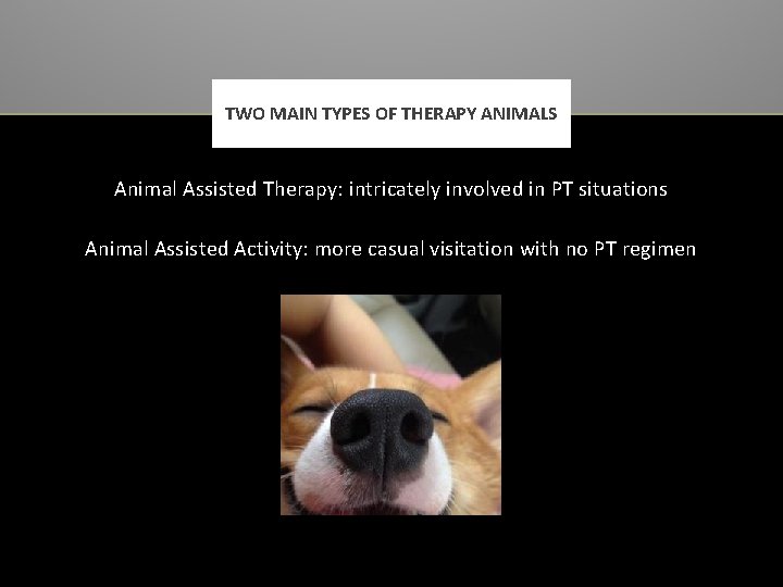 Communications 1010 Therapy Animals How they help humans
