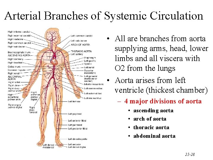 Blood Blood Vessels Circulation 21 1 Physical Characteristics