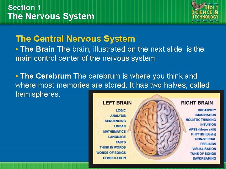 Section 1 The Nervous System Warm Up List