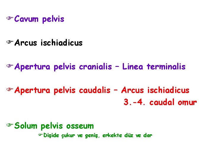 Regiones Pelvis Leen blgeleri Do Dr Burcu ONUK