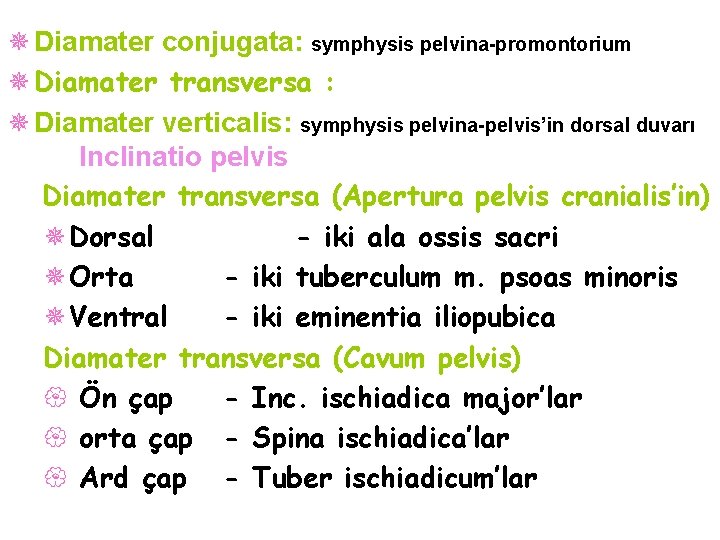 Regiones Pelvis Leen blgeleri Do Dr Burcu ONUK