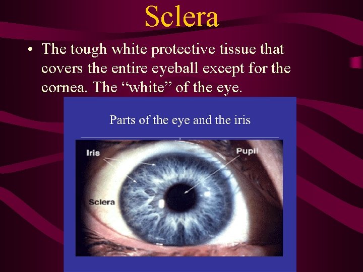 OBJECTIVE Describe the relationship between the structure of