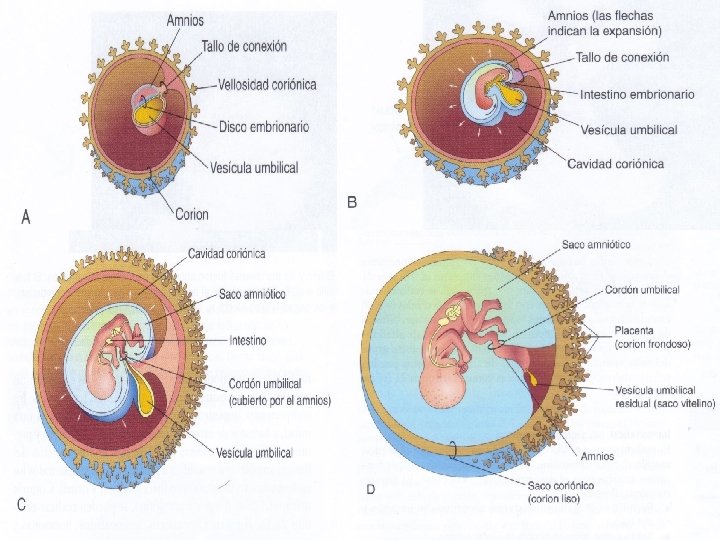 MEMBRANAS FETALES son una serie de estructuras que