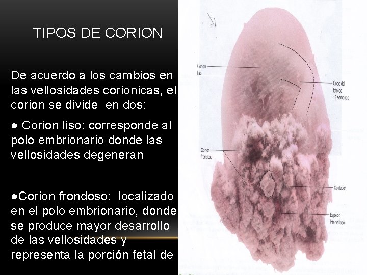 MEMBRANAS FETALES son una serie de estructuras que