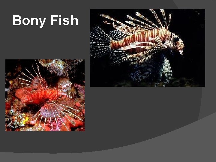 THE VERTEBRATE ANIMALS All Vertebrates are Chordates Phylum