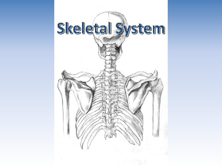 Skeletal System Functions Protects our organs brain intestines