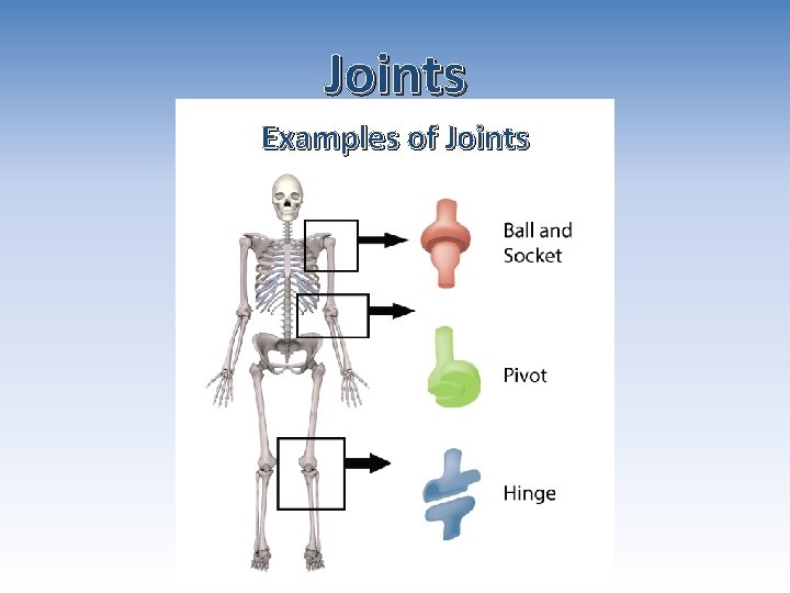 Skeletal System Functions Protects our organs brain intestines