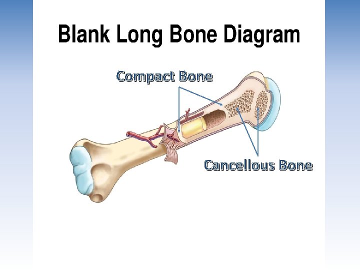 Skeletal System Functions Protects our organs brain intestines