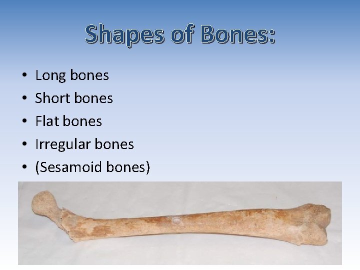 Skeletal System Functions Protects our organs brain intestines
