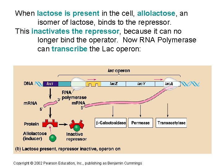 Power Point Slides for Introduction to Genetic Analysis