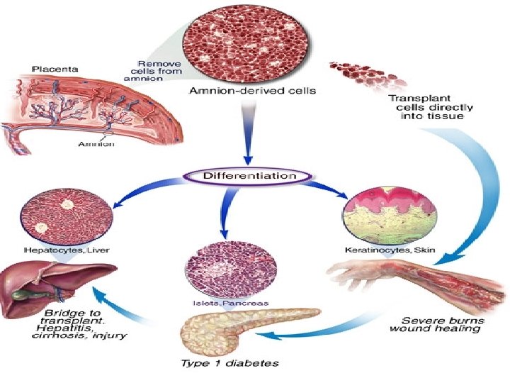 Medical Biotechnology Regenerative Medicine 7 Muhammad Adeel Faiza