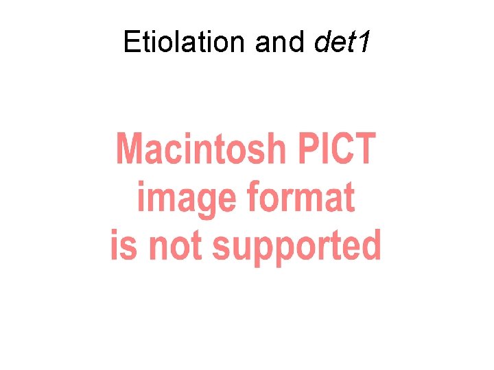Lecture 6 Experiment 3 Basic subcloning Flowchart Experiment