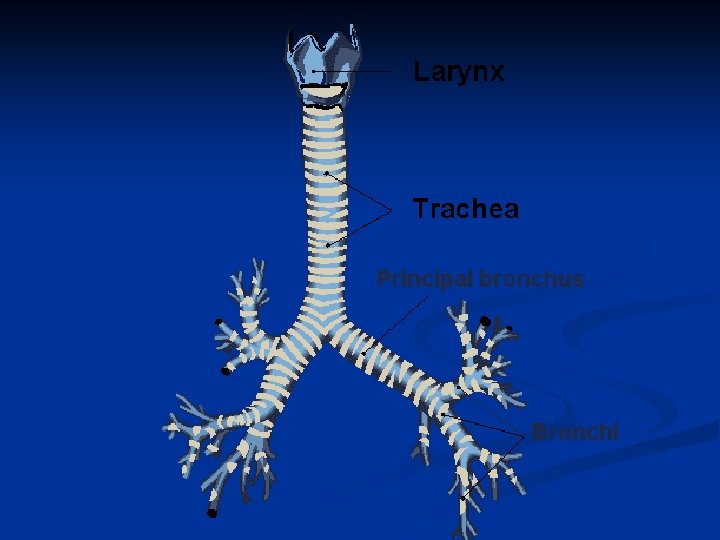 The Respiratory System vocal cords respiratory system bronchioles