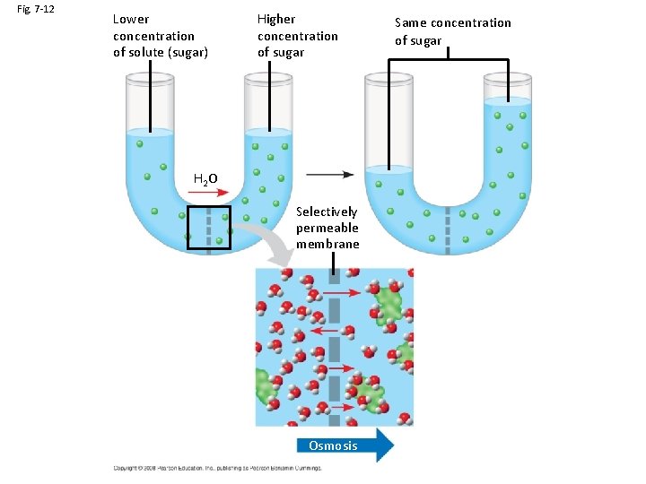 Concept 7 1 Cellular membranes are fluid mosaics