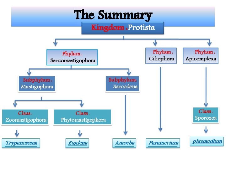 Animal Taxonomy Protists 2 Trypanosoma Systematic Position Kingdom