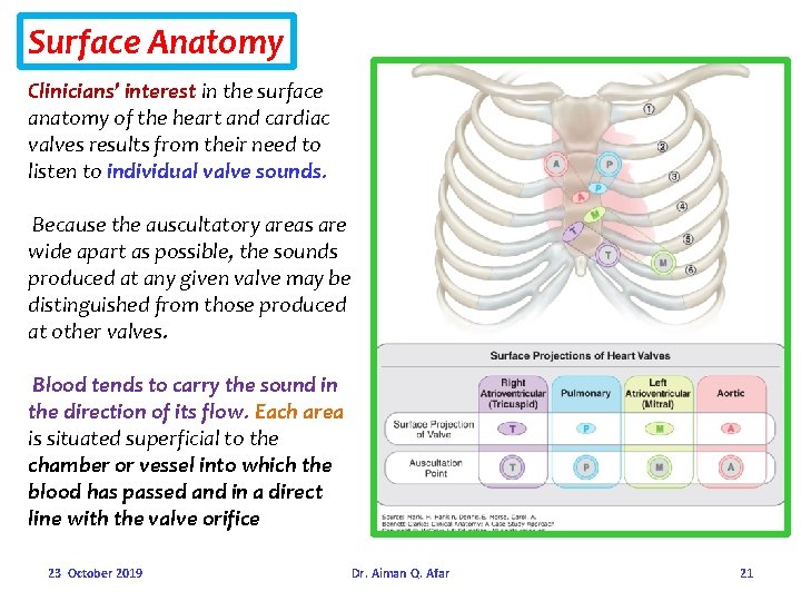 CARDIOVASCULAR SYSTEM ORIENTATION SURFACE ANATOMY OF THE HEART