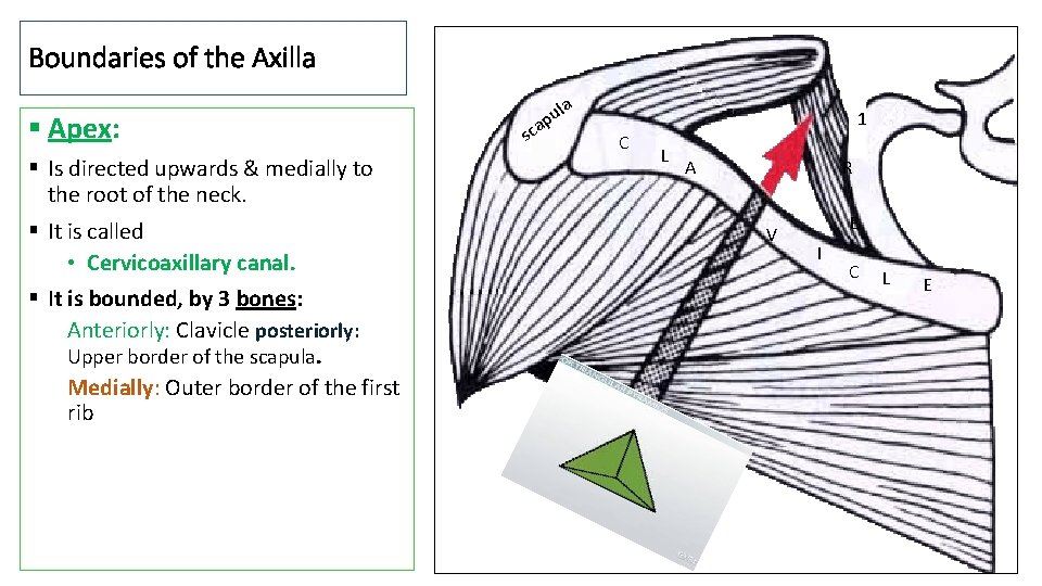Upper limb lecture two Claviopectrol fascia Axilla Clavipectoral