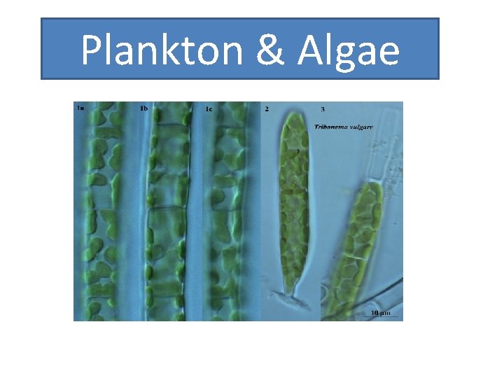 10 Jan22 7 C Ecology Matters Food Chains