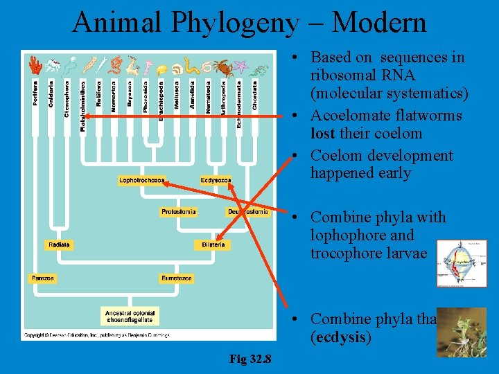 Introduction to Animal Evolution What is an animal