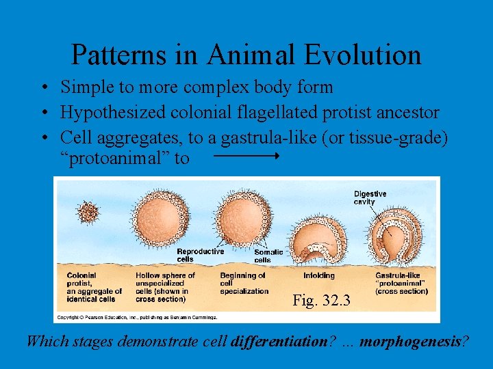 Introduction to Animal Evolution What is an animal