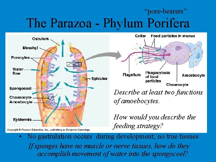 Introduction to Animal Evolution What is an animal