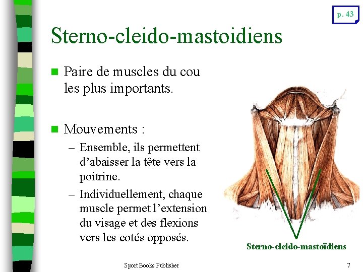 1 4 Les muscles du corps humain Chapitre