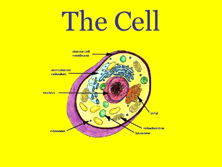 The Cell Living things are different than nonliving