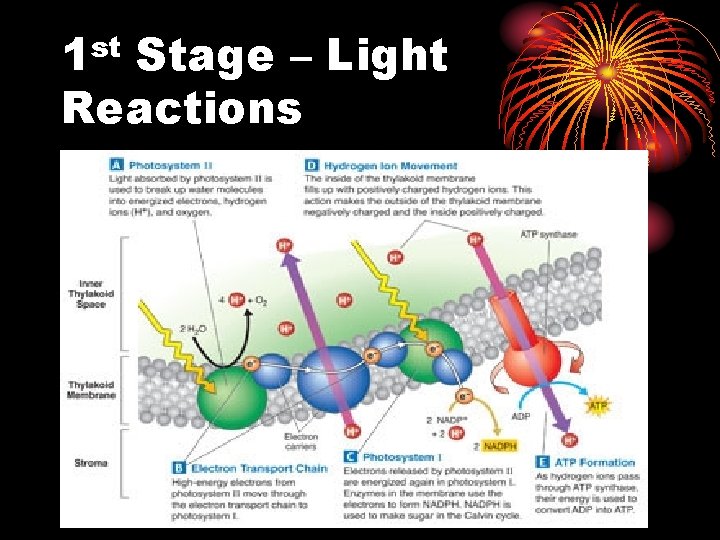 Photosynthesis Chapter 8 Bell Ringer 1 What process