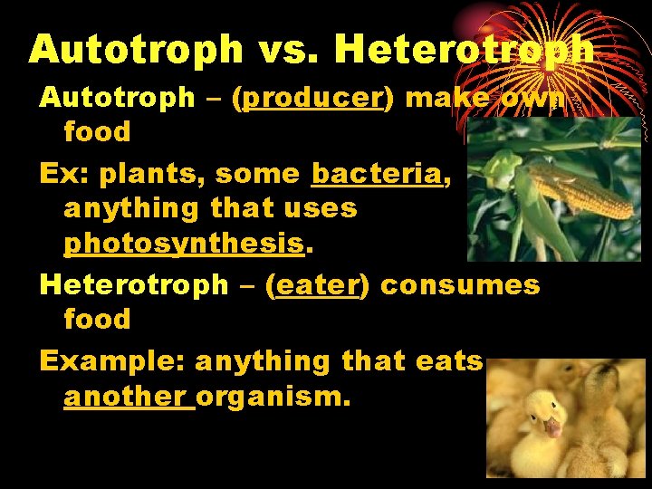 Photosynthesis Chapter 8 Bell Ringer 1 What process