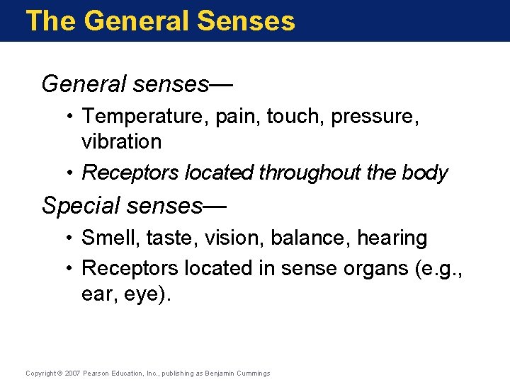 The Senses The General Senses Sensory receptors Specialized